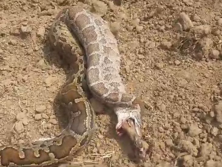 Python hunted jackal in Sardhana | सरधना में अजगर ने किया गीदड़ का ...