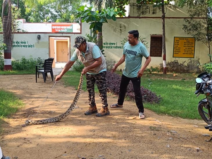 7 feet long python in CISF hospital | सीआईएसएफ अस्पताल में 7 फीट लंबा ...