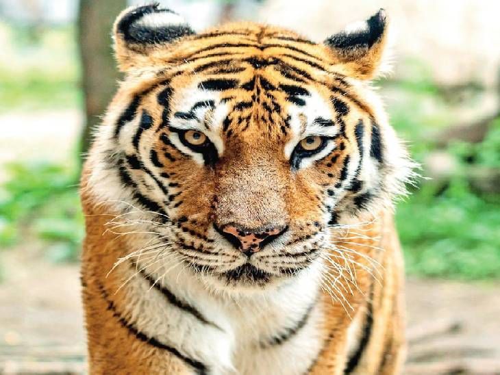 Tiger only 17 in Chhattisgarh | छत्तीसगढ़ में टाइगर सिर्फ 17: मादा कम ...