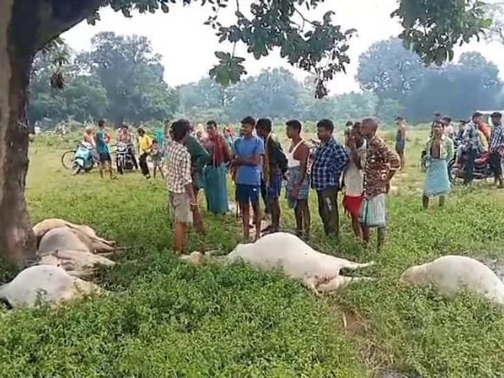 6 cattle died due to lightning, they were standing under a tree | गाज ...