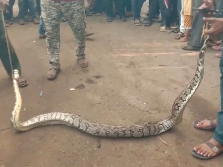 VIDEO of rescue of 12 feet long python | 12 फीट लंबे अजगर के रेस्क्यू ...