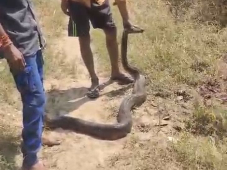 10 feet long python was sitting in the maize field | मक्का के खेत में ...