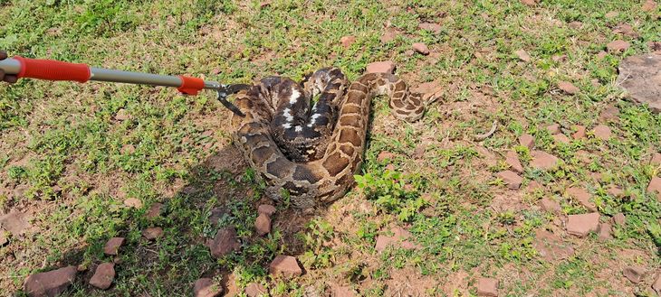 Eight feet python rescued from millet field | बाजरे के खेत से आठ फीट के ...