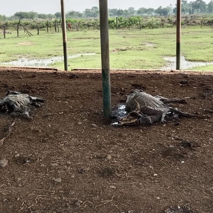 There is no fodder, water and shed in Gauthan, the number of cattle has ...