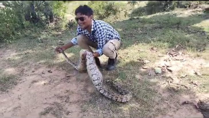 10 feet long python swallows peacock in Manchi village | मांची गांव में ...