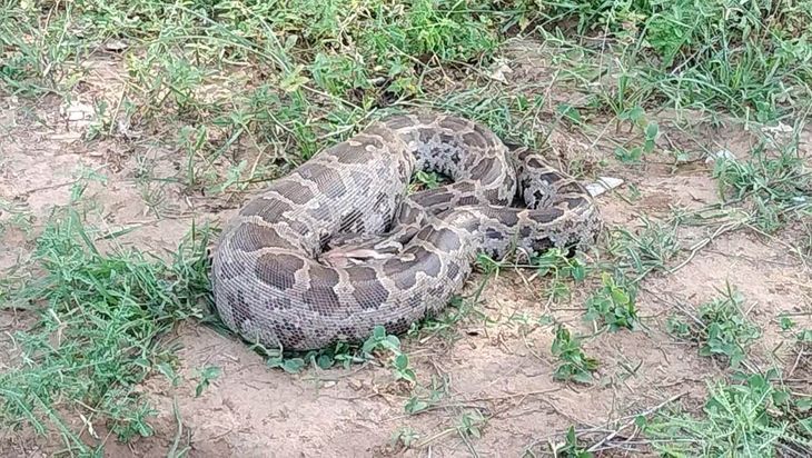 8 feet long python found after swallowing jackal for two days | दो दिन ...