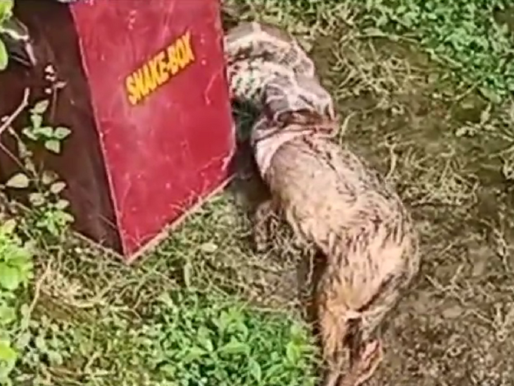 6 feet python swallows 3 feet jackal | 6 फीट के अजगर ने निगला 3 फीट का ...