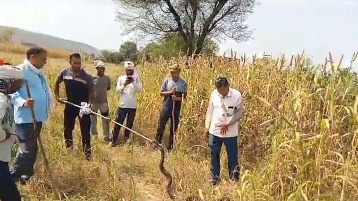 Forest department team released 10 feet long python in the forest | वन ...