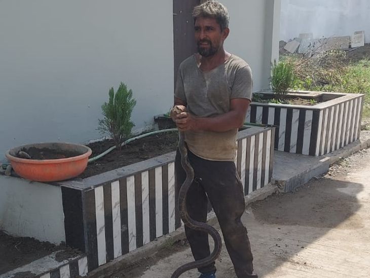 8 feet snake found in Burhanpur, VIDEO | बुरहानपुर में निकला 8 फीट का ...