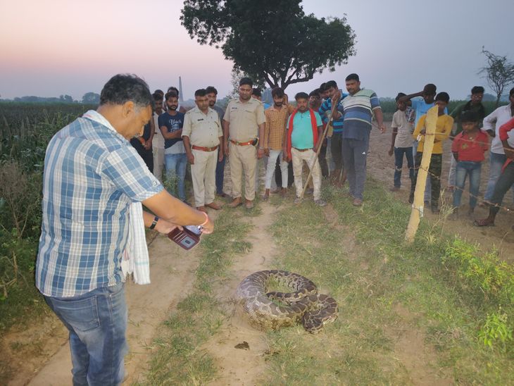 15 feet long python found in Etawah | इटावा में निकला 15 फुट लम्बा अजगर ...