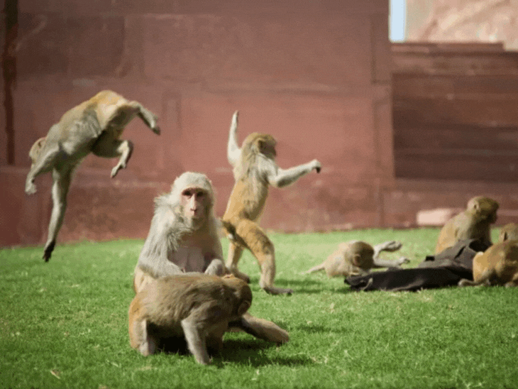 Telangana Monkeys Death Mystery; 100 Found Dead In Sangareddy