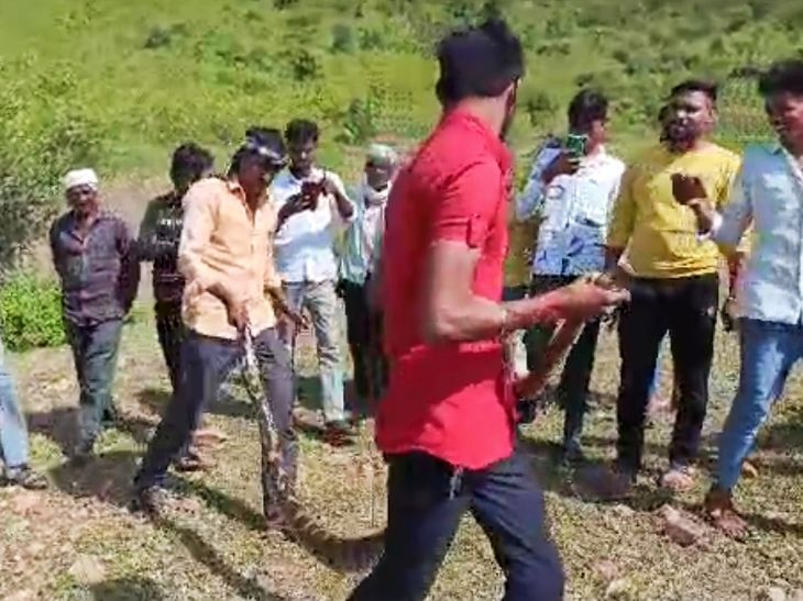 12 feet long python came into the field, VIDEO | खेत में आया 12 फीट ...