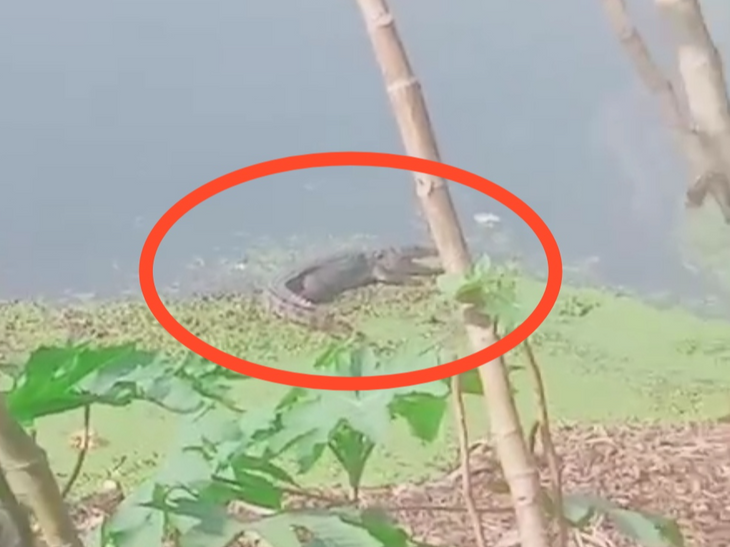 Crocodile seen in village Daheli of Gabhana | गभाना के गांव दहेली में ...