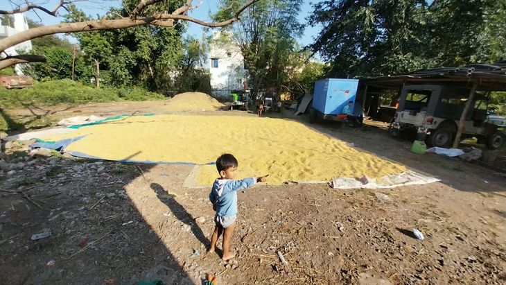 The expenditure on 1 bigha is Rs 10-12 thousand, the yield is 1.25 to 1 ...