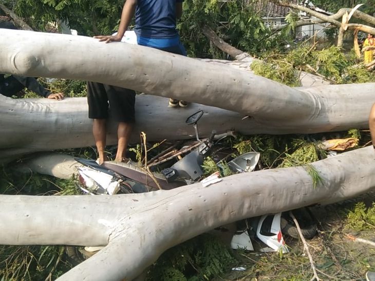 Huge Lipton tree fell in Ranger College | रेंजर कॉलेज में गिरा लिप्टन ...