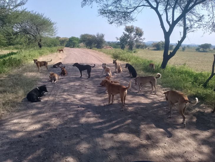 Terror of stray dogs in the area, group of more than a dozen dogs ...