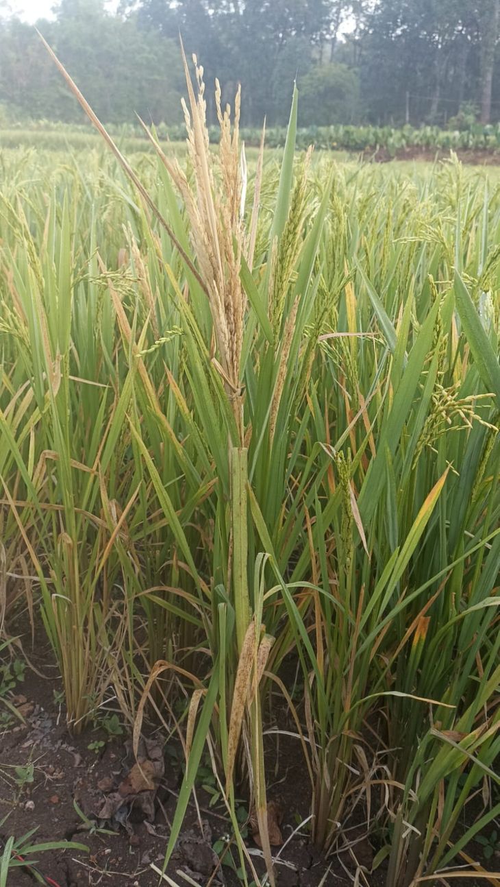 Pest attack on paddy crop in more than 300 acres area in Vananchal area ...