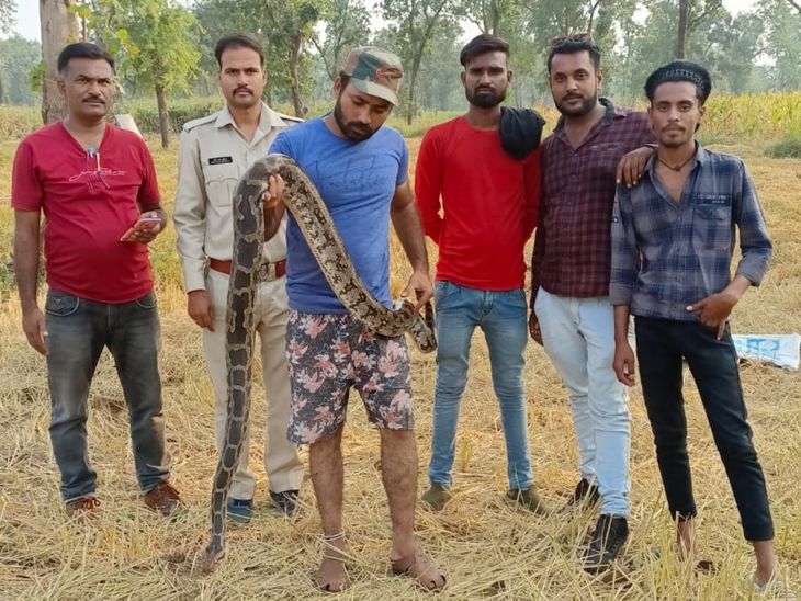 8 feet long python was hidden in the burning field | झालई के खेत में ...