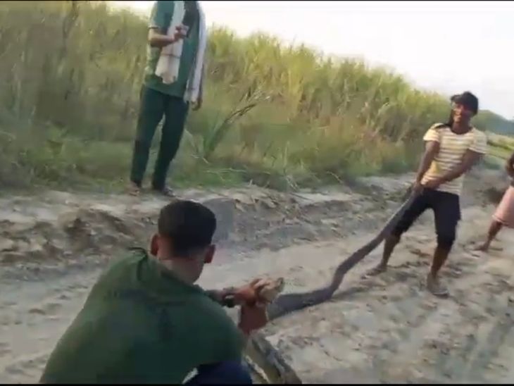 10 feet long python found in Ramnagar of Bagaha | बगहा के रामनगर में ...