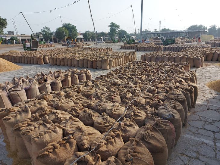 Paddy lifting stopped due to rice miller's strike, sacks lying in the ...