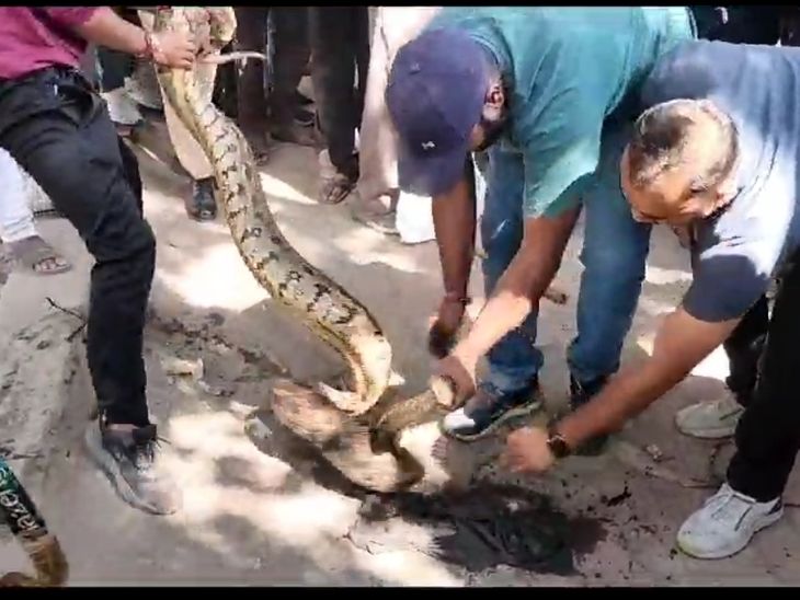 12 feet long python found in drain in Kanpur | कानपुर में नाले में ...