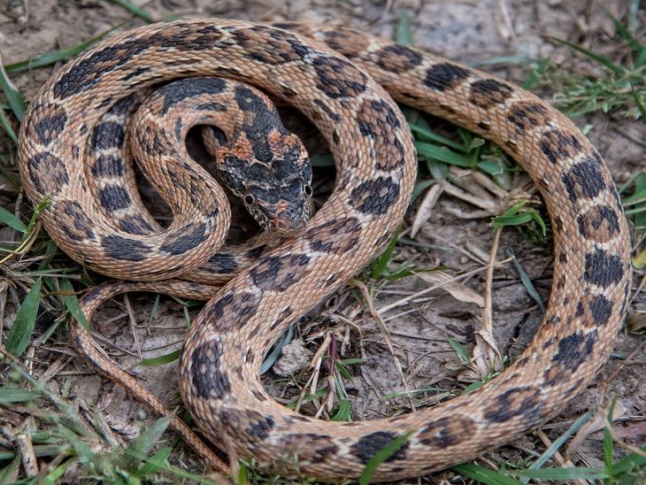 Largest colubrid snake spotted | सबसे बड़े कोलुब्रिड परिवार का स्नेक ...