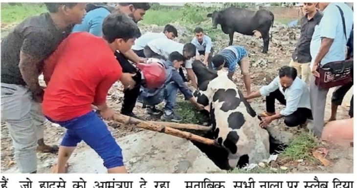 Cow fell into open drain near Pani Tanki Chowk, remained stuck for 40 ...