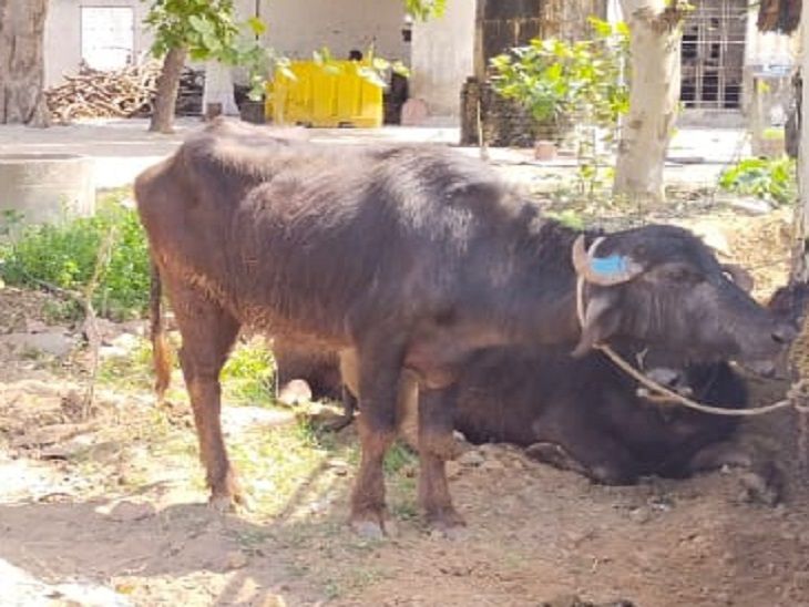 Haryana News: Car loaded with animals caught in Mulana, Ambala, case ...