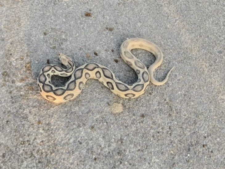 Russell's viper was caught mistaking it for a python. | रसेल वाइपर को ...