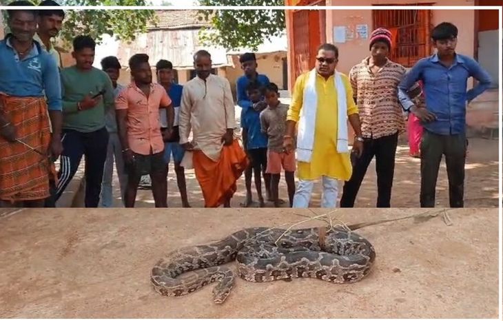 8 feet python found during paddy harvesting | धान कटाई के दौरान निकला 8 ...