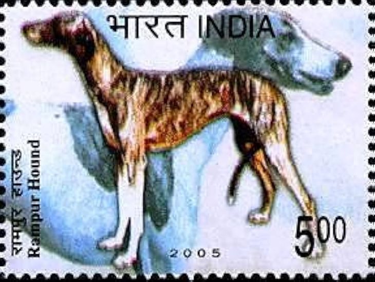 Rampur Hound adopted by armed forces | रामपुर हाउंड को सशस्त्र बलों ने ...