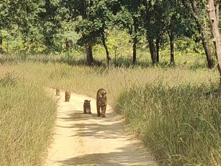 Fish-tigress seen for the first time with little guests in STR | STR ...