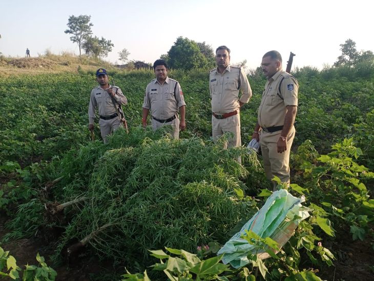 rural police station action | कपास और तुवर की फसल के बीच लगी 34 गांजे ...