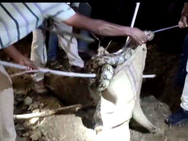 Rescue of 11 feet long python | 25 किलो के 11 फीट लंबे अजगर का रेस्क्यू ...