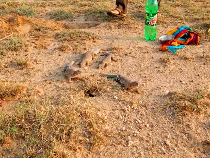 4 Sanda animals hunted, case registered | सम इलाके में 4 सांडा जीव का ...
