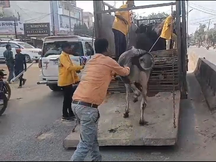 Campaign to catch stray animals started in Chandauli | चंदौली में चला ...