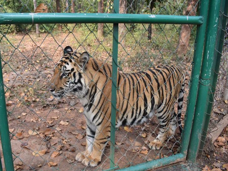 Tiger will be cured in Bhopal's Van Viharबांधवगढ़ टाइगर रिजर्व में घायल ...