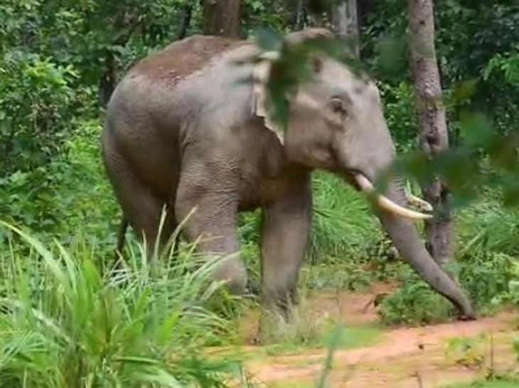 Youth dies due to attacked by a tusked elephant in Katghora forest ...