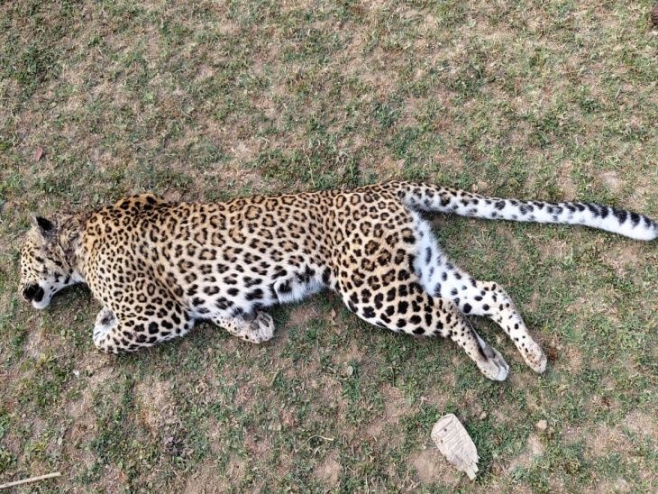 Body of female leopard found in Mount Abu Two leopards died in fight ...