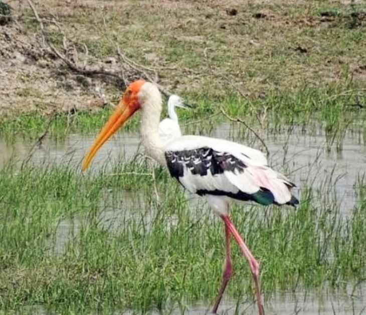 The arrival of foreign birds has started and Semri Dam has become a ...