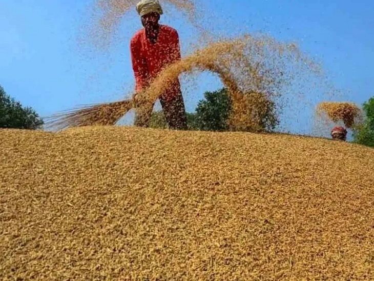 Sonipat village Kurad Farmer Field Paddy theft. | सोनीपत में खेत से ...