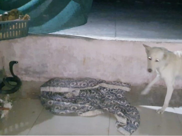 Cobra, dog and snake face to face on the roof