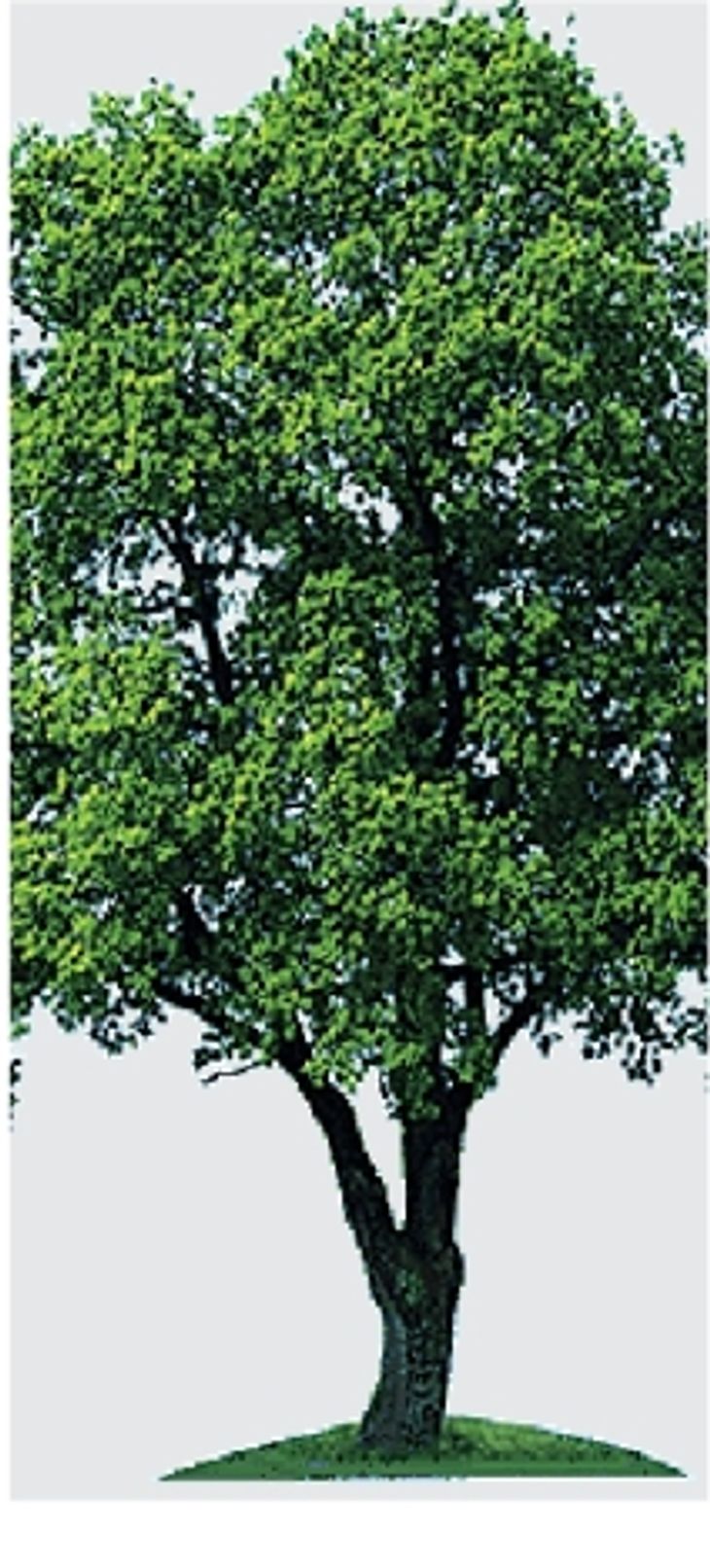 16 thousand old trees of Bihar will be declared heritage trees, 900 ...