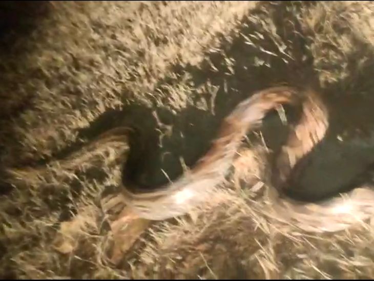 Forest department rescue team rescued the giant python. Incident in ...