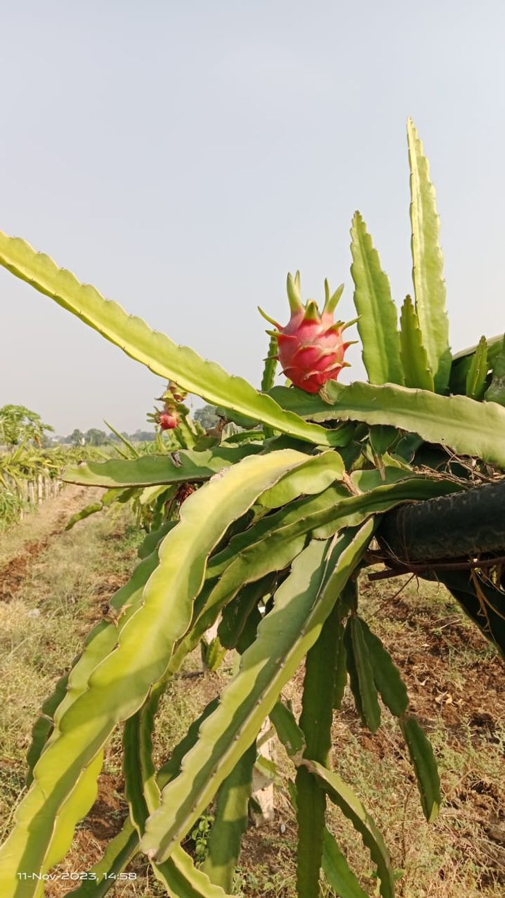 Dragon fruit is being cultivated, bears fruits for the second time ...