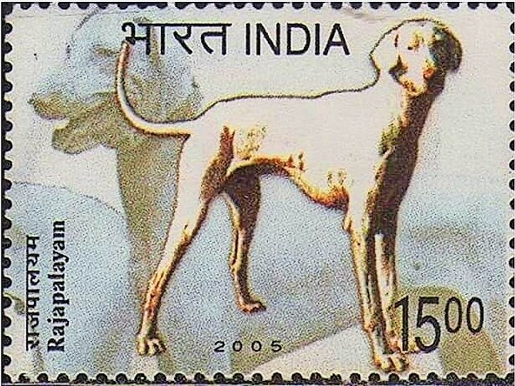 Indian majestic dog Raja Palayam will participate in the dog show for ...