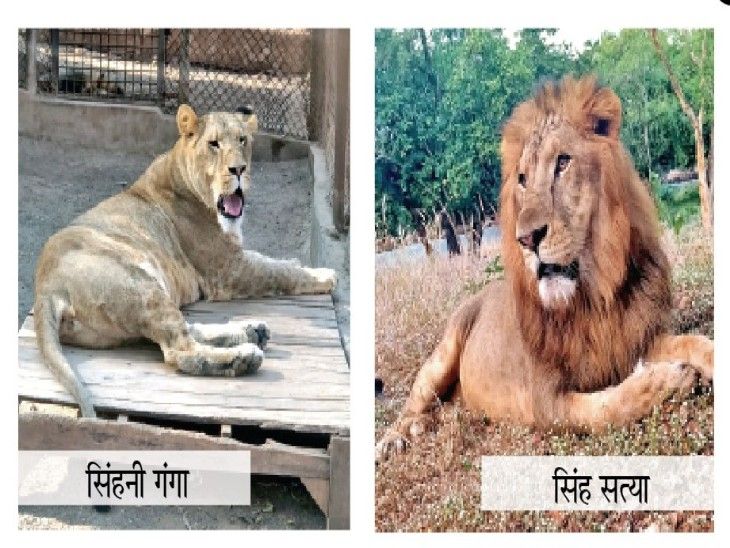 Captive breeding of lions took place for the first time in Van Vihar ...