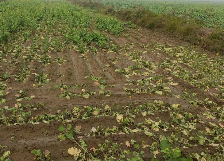 Root rot disease started appearing in mustard, farmers are worried ...