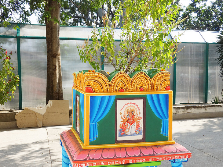 Tulsi: Symbol of dedication after fulfilling worldly responsibilities ...