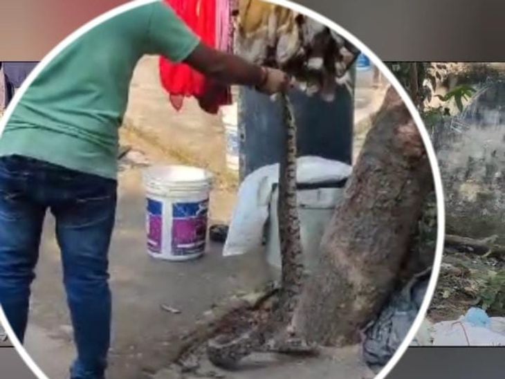 8 feet long python found in businessman's house in Korba | कोरबा में ...